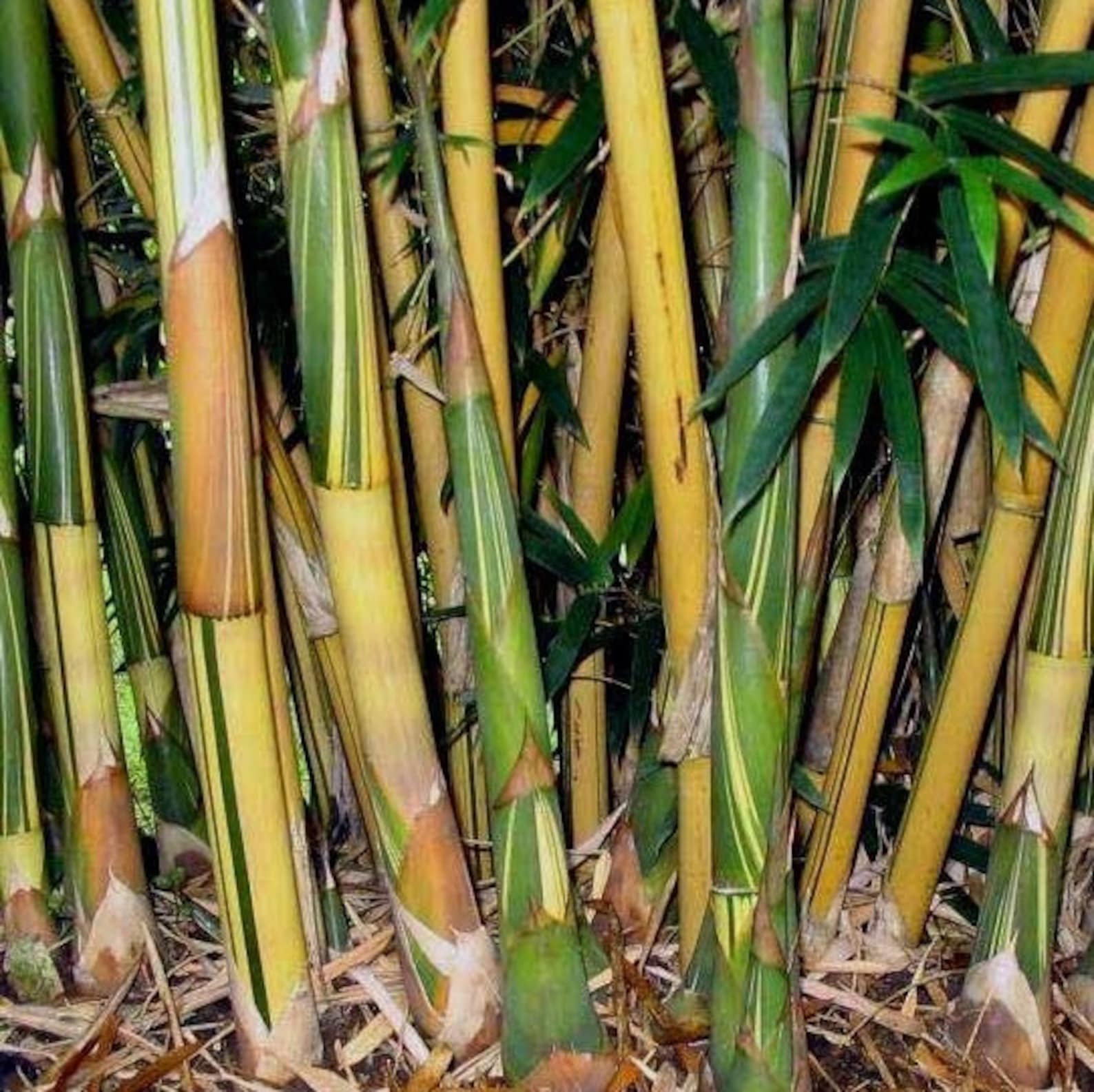 Bambusa Alphonse Karr / Golden Hedge Clumping Bamboo -lge 1 Gallon ...