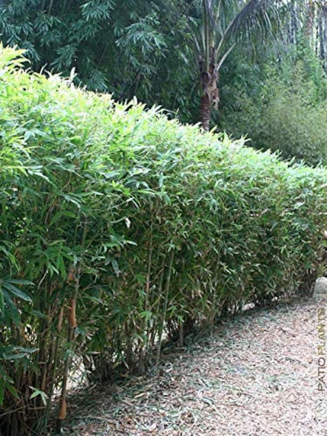 Fernleaf Clumping Bamboo - Bambusa "fernleaf" - Sound Blocking Hedge ...