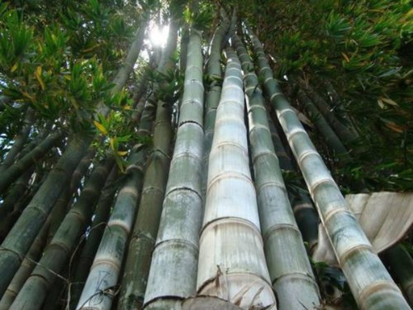 Dendrocalamus Giganteus - Giant Timber Clumping Bamboo - Canes Are 12 ...