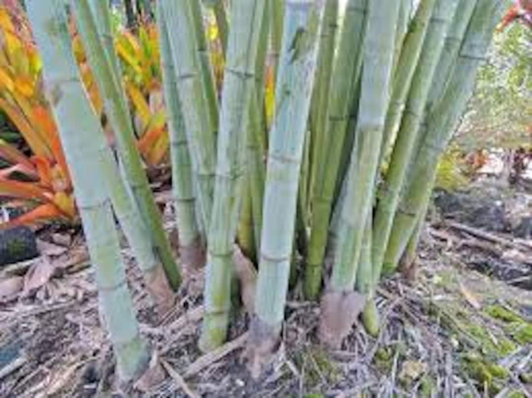 20 Divisions - Angel Mist Clumping Bamboo - White Bamboo ...