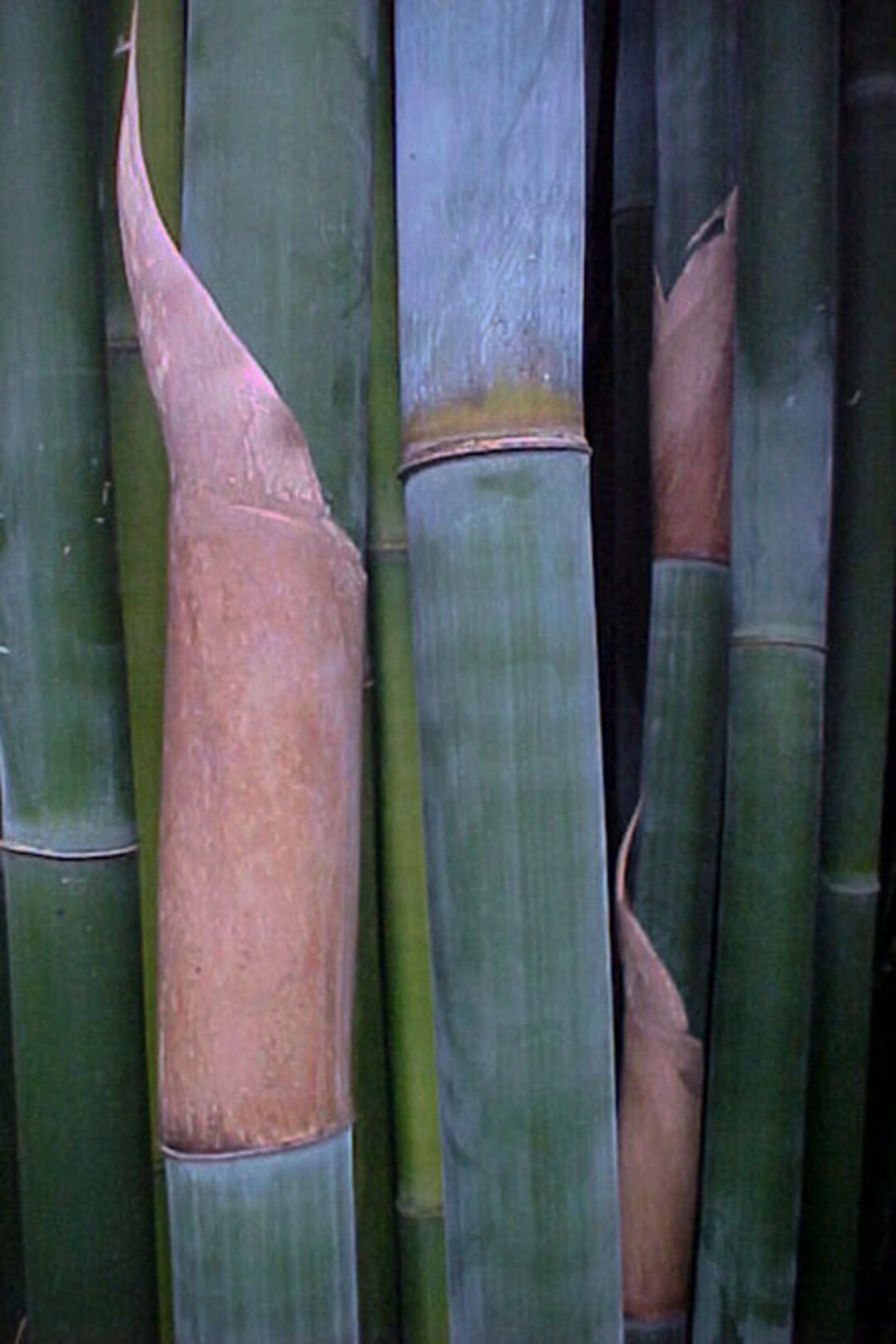 Bambusa Textilis kanapaha Wong Chuk / Royal / Giant Weavers Bamboo ...
