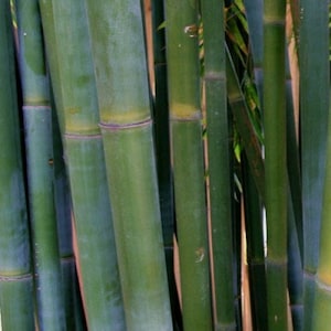 10 Division/starter Size Plants - Bambusa Textilis ‘kanapaha’ – Wong ...