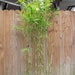 Bambusa lady Finger Clumping, Non-invasive Bamboo Plant Large 1 Gallon ...
