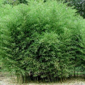 Phyllostachys Bissetti/david Bisset Bamboo-very Cold Hardy - Down to ...