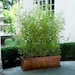Bambusa “lady Finger” Clumping, Non-invasive Bamboo Plant – Large 1 ...