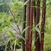Red Temple Bamboo / Narihira Bamboo Semiarundinaria Fastuosa - 1 Gallon ...