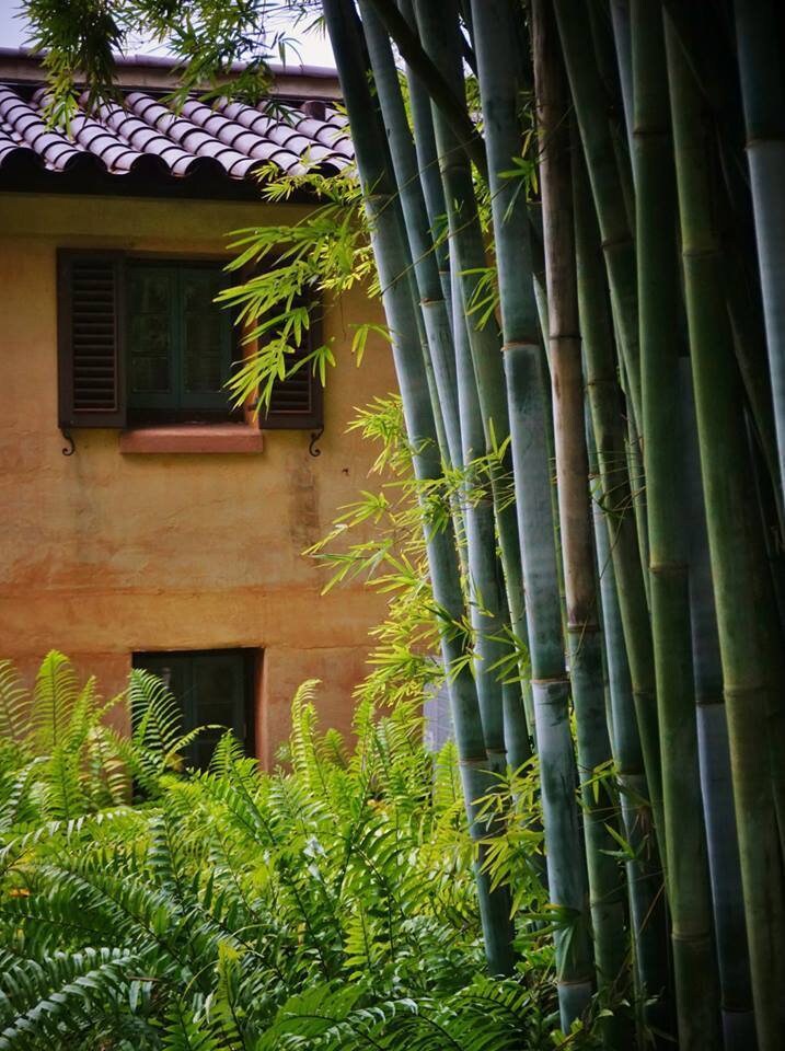 20 Divisions - Angel Mist Clumping Bamboo - White Bamboo ...