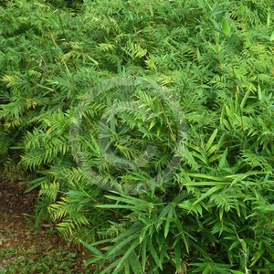 Fernleaf Clumping Bamboo - Bambusa "fernleaf" - Sound Blocking Hedge ...