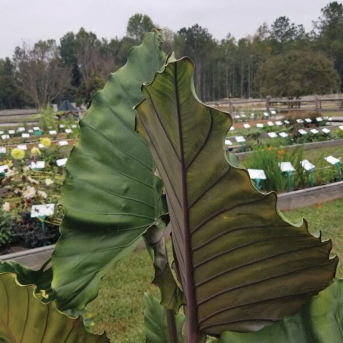 Sumo Alocasia / Elephant Ear – 1 Large Gallon Size – Growing to 10 Feet ...