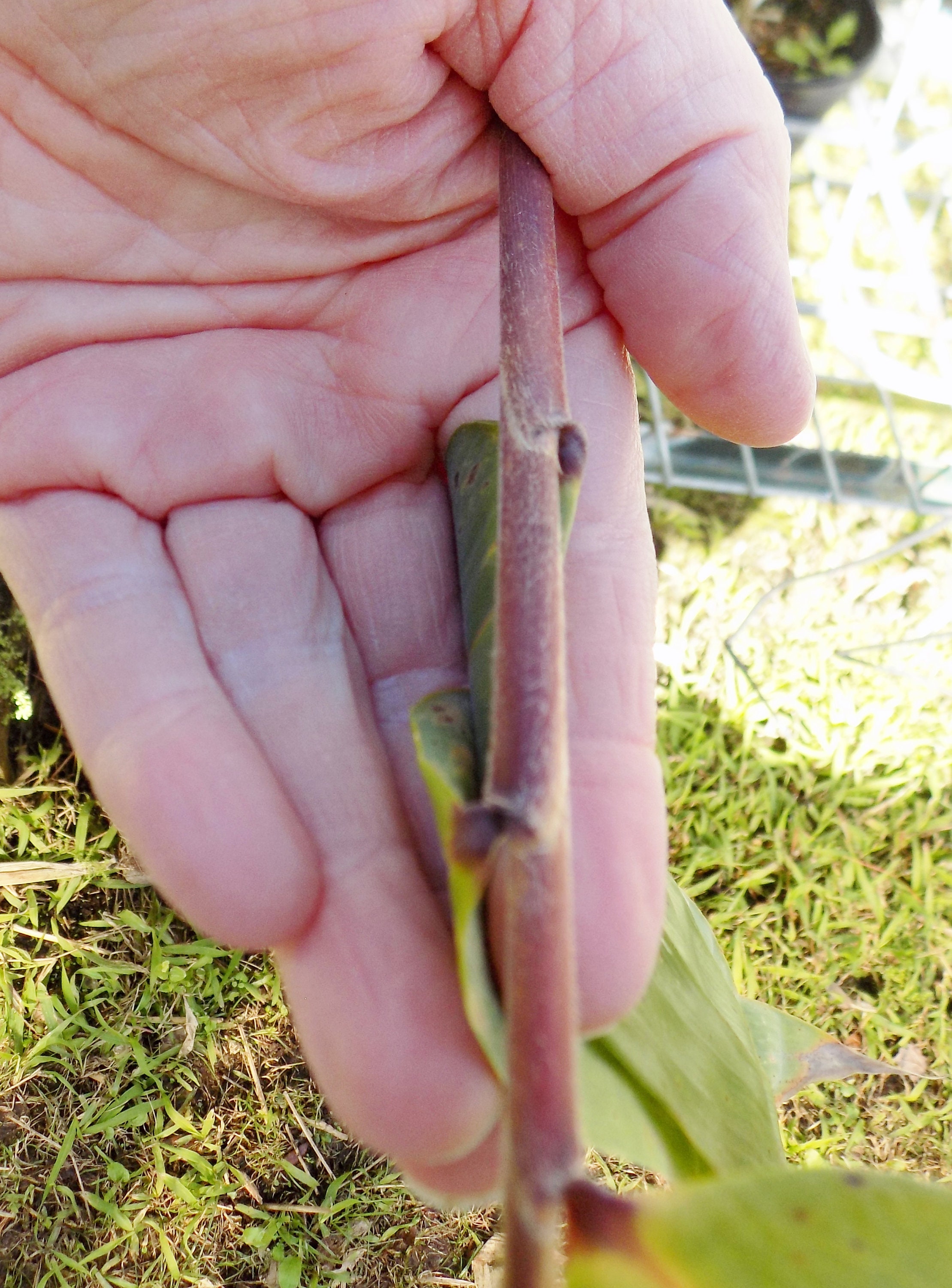 Angel Mist "the Ghost" Clumping Non-invasive Bamboo - White Bamboo ...