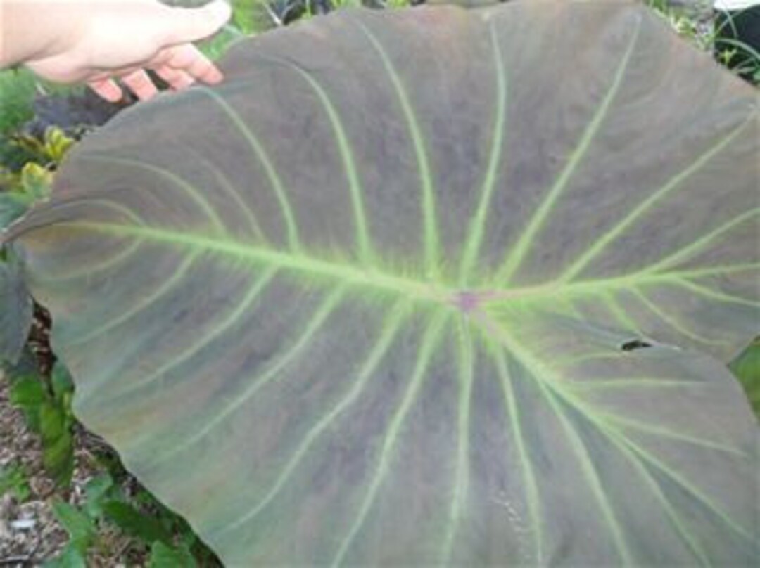 Colocasia 'maximus Gigante' - as Large as Thailand Giant! - Etsy