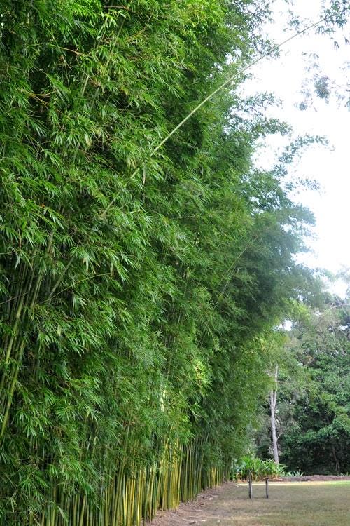 Graceful Bamboo/slender Weavers Bamboo - Bambusa Textilis Gracilis -1 ...