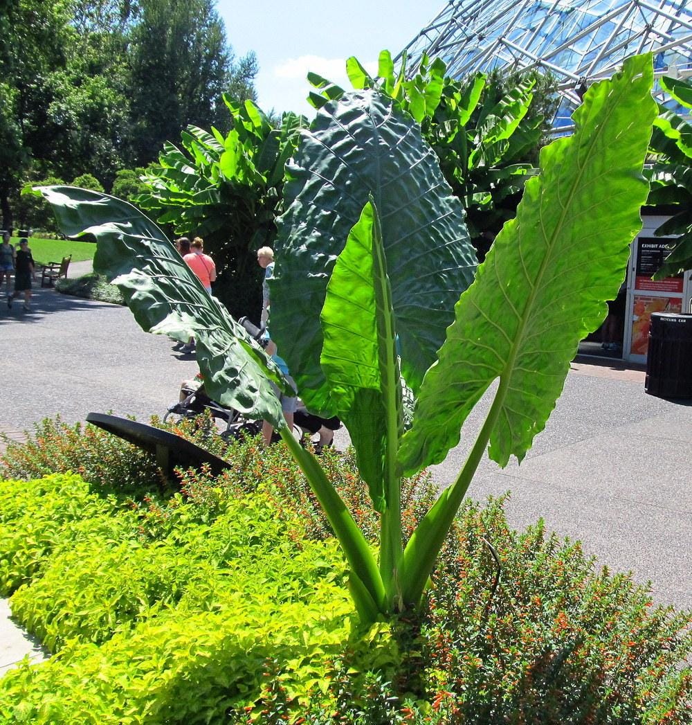 Borneo Giant Alocasia / Elephant Ear / Taro - 1 Gallon Size - Etsy