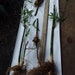 Lady Finger Clumping Bamboo/bambusa 1 Value Priced Division approx 15 ...