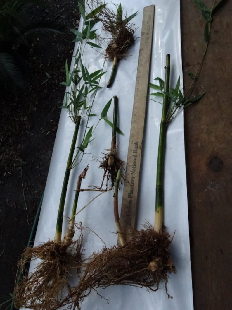 Lady Finger Clumping Bamboo/bambusa - 1 Value Priced Division -approx ...