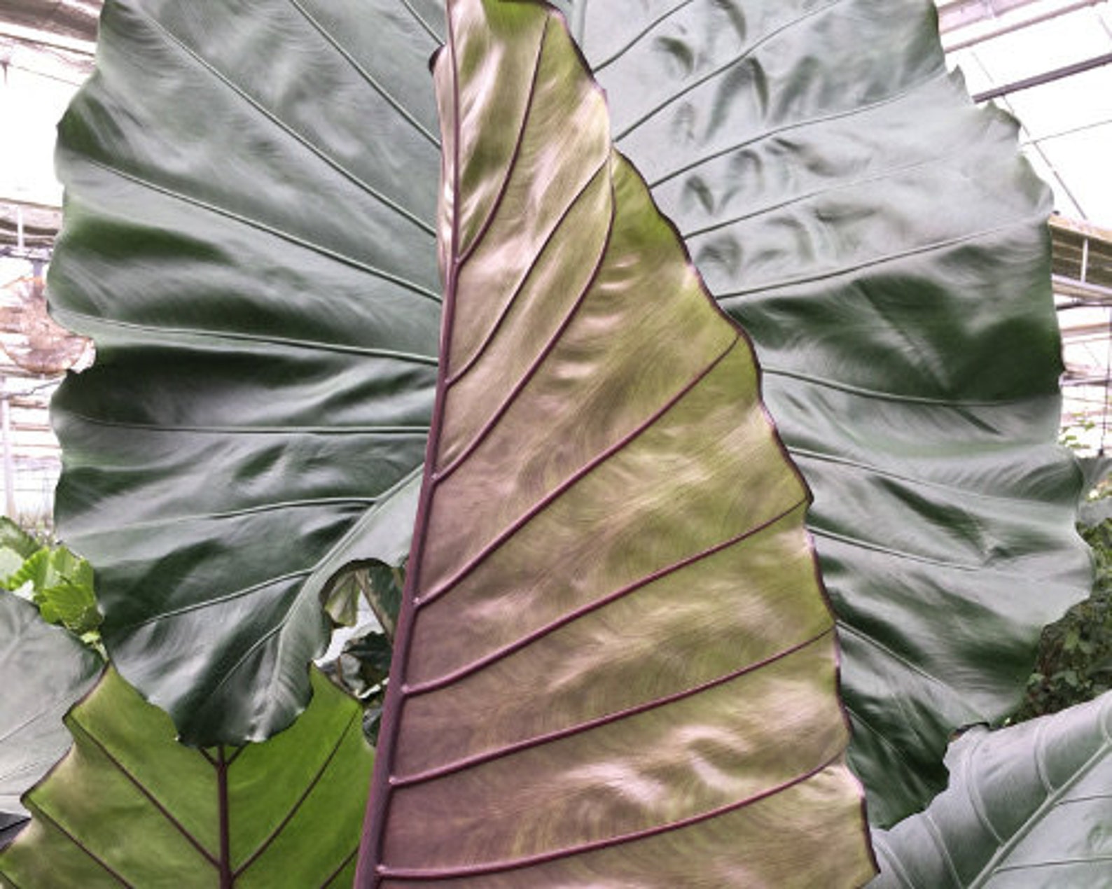 Sumo Alocasia / Elephant Ear – 1 Large Gallon Size – Growing to 10 Feet ...