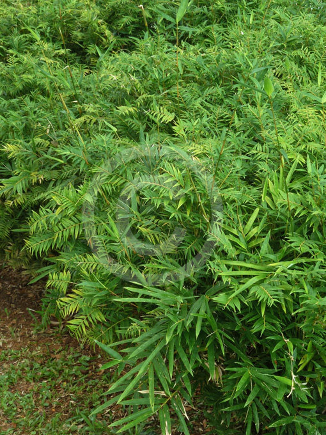 4 - 1 Gallon Plants Fernleaf Clumping Bamboo - Bambusa "fernleaf" 1 ...