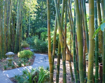 Bambusa Timor - Lako - Black Clumping Bamboo - 1 Division, Starter Size ...