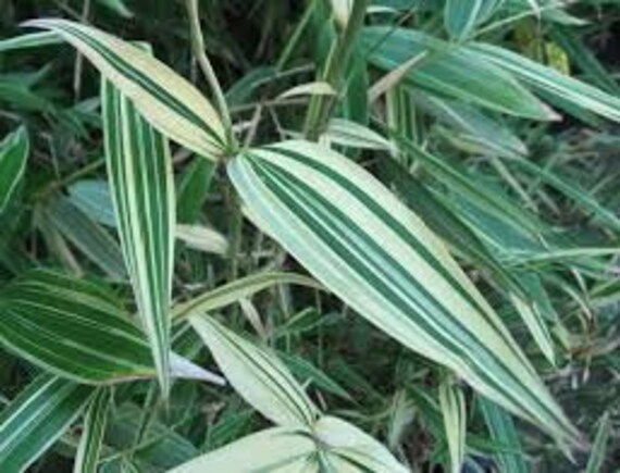 Bambusa Malay Dwarf Variegated Bamboo Plant 1 Gallon Size | Etsy