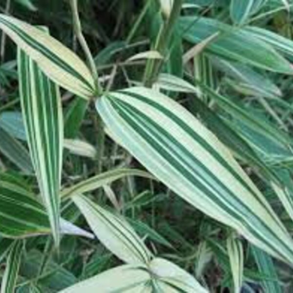 Miniature Bamboo - Etsy