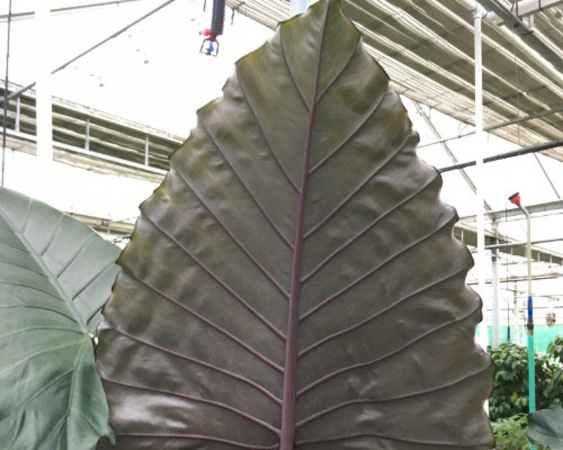 Sumo Alocasia / Elephant Ear – 1 Large Gallon Size – Growing to 10 Feet ...