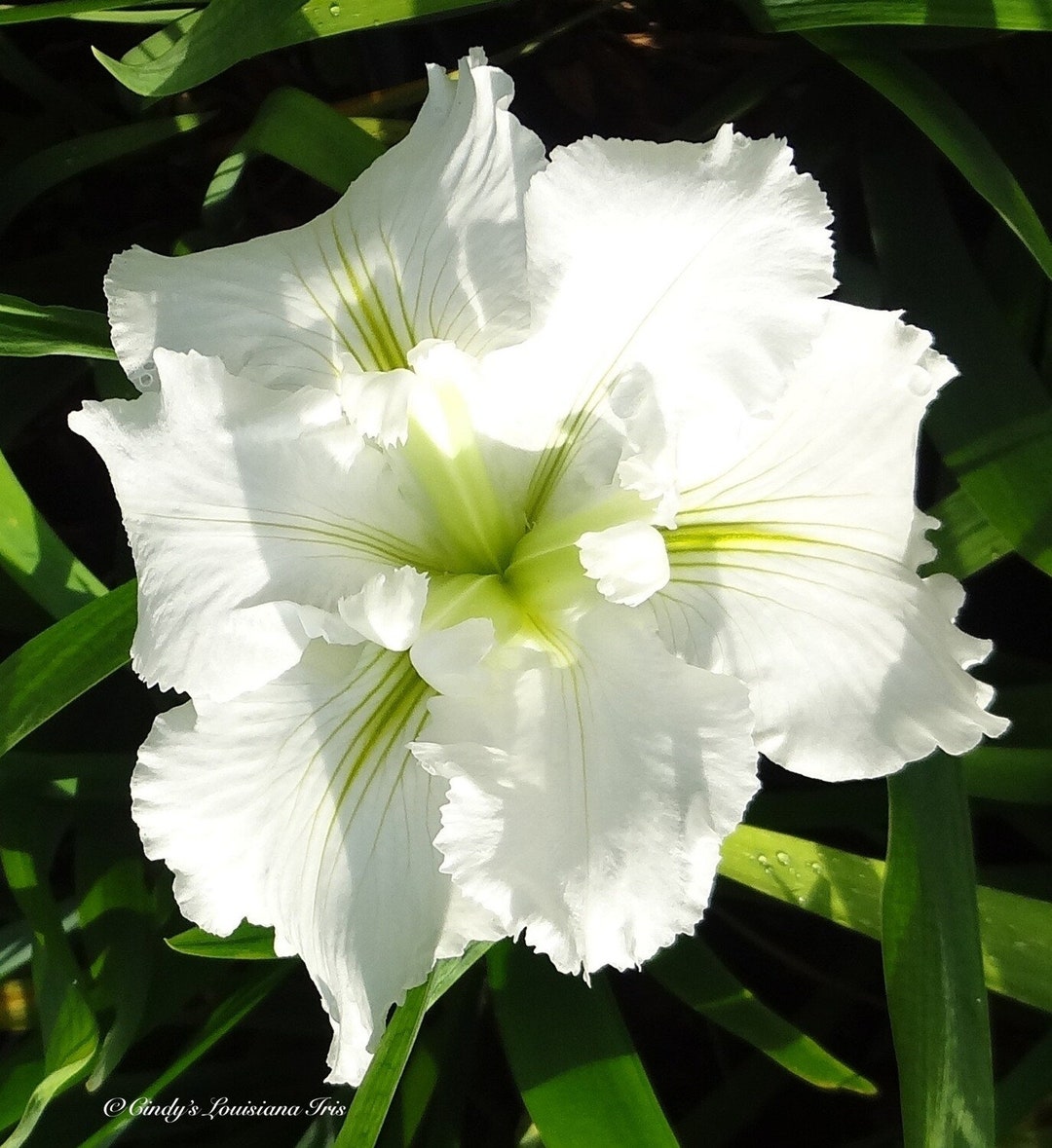 3 - Louisiana Iris Waihi Wedding – 3 Fans / Plants – True White With ...