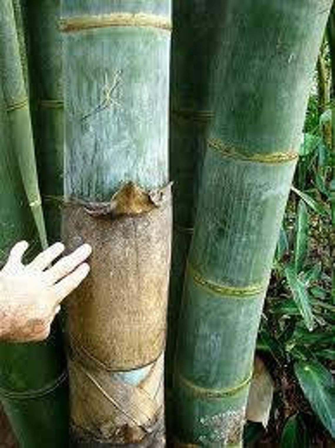 Dendrocalamus Giganteus - Giant Timber Clumping Bamboo - Canes Are 12 ...