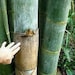 Bambusa “lady Finger” Clumping, Non-invasive Bamboo Plant – Large 1 ...