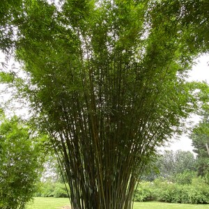 10 Division/starter Size Plants - Bambusa Textilis ‘kanapaha’ – Wong ...