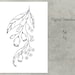 Gum Nuts Line Drawing, Digital Download, Print at Home, Modern Decor - Etsy