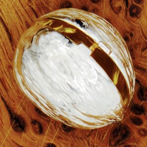 Walnut - Sterling Silver With Gold Plated Interior - Etsy