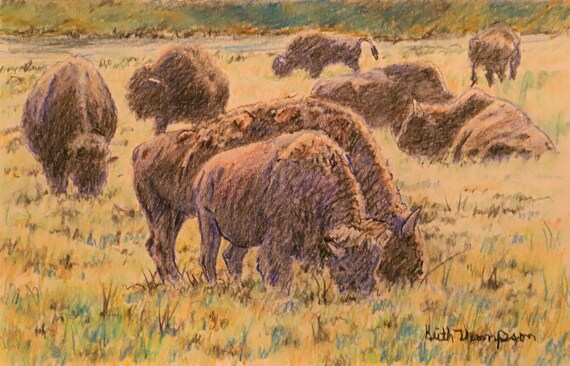 Bison Herd Drawing