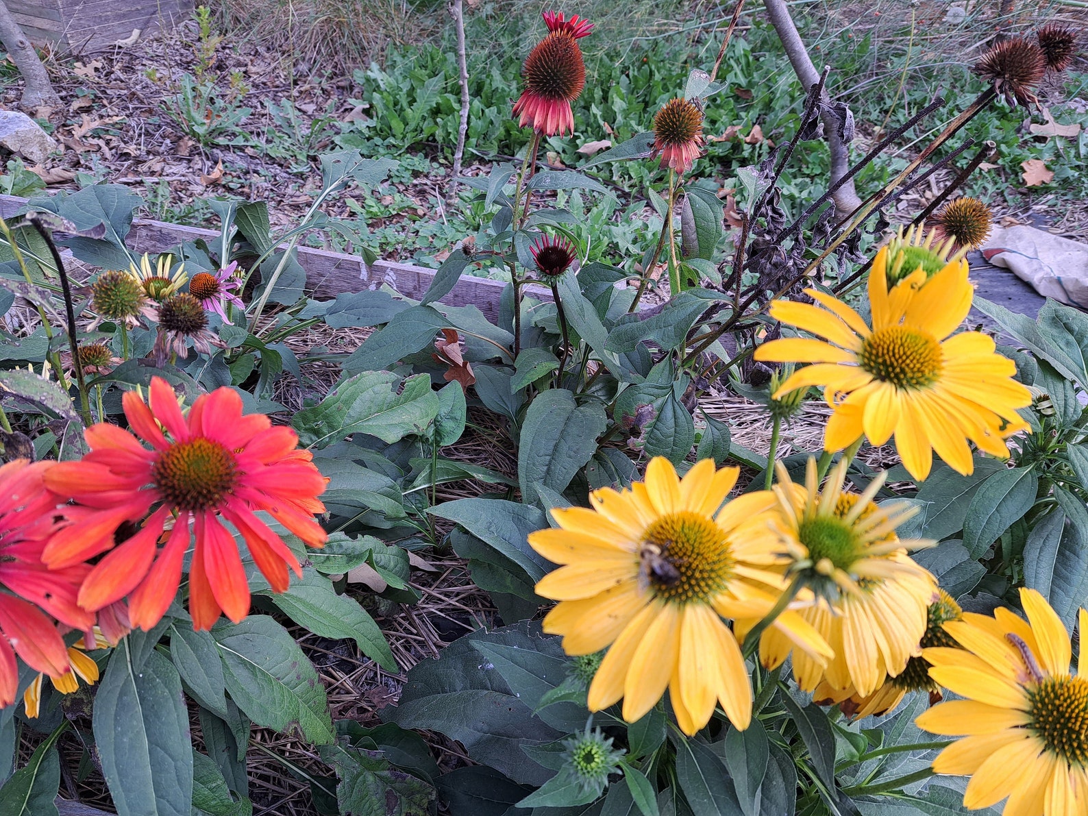 Paradiso Coneflower Starter Plant - Etsy
