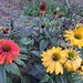 Paradiso Coneflower Starter Plant - Etsy