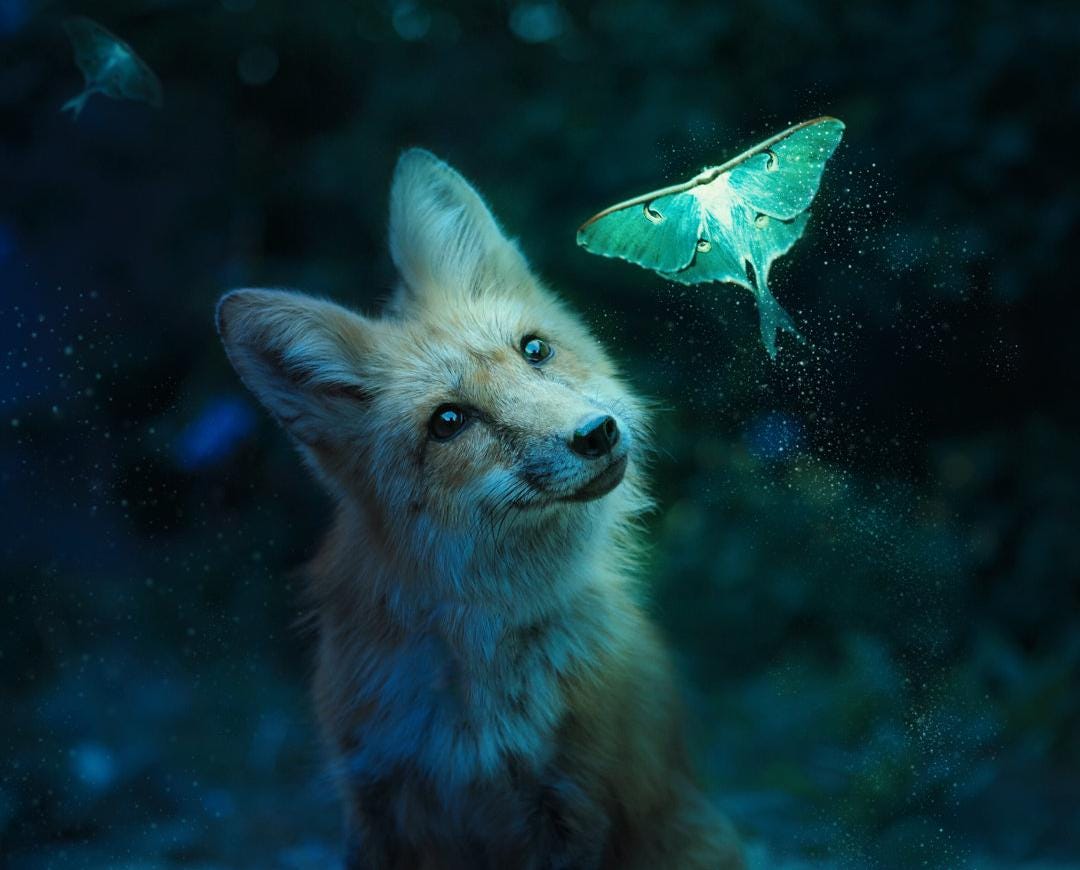 La Luna Physical Gloss Print | Fox and Butterfly | Surrealism Fantasy ...