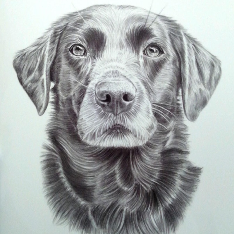 Pencil Animal Drawings - Etsy UK