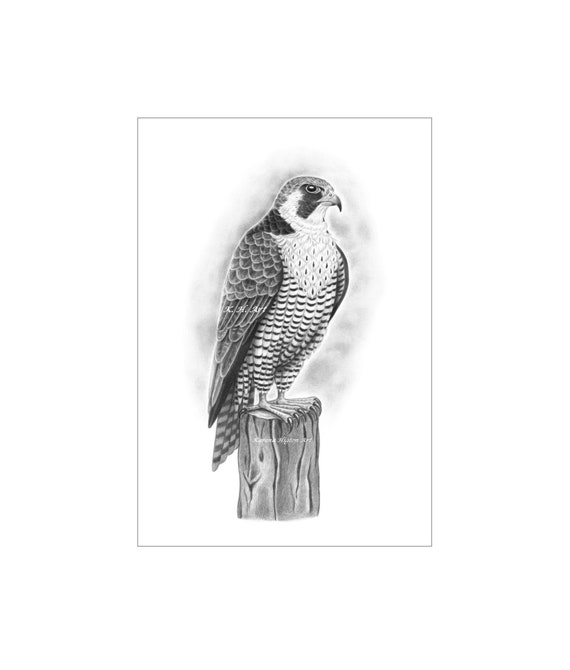 Friendly Falcon Clip Art
