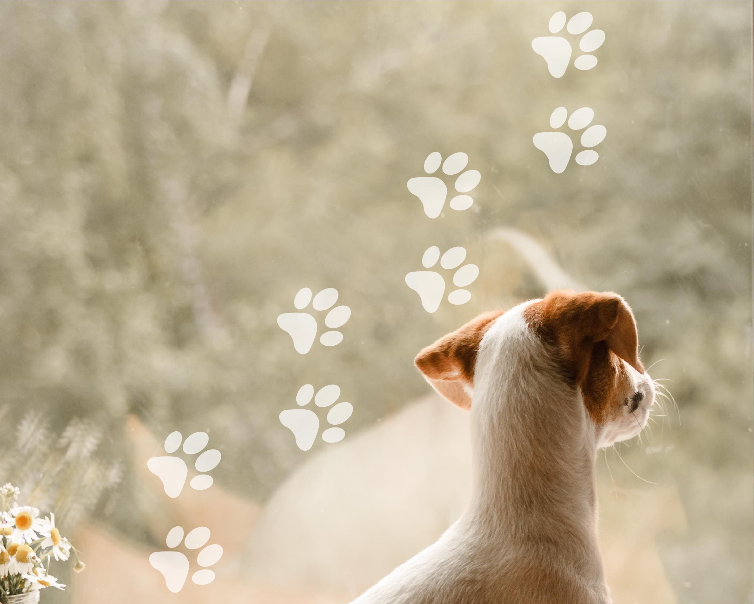 Dog Paw Print Window Safety Stickers: Etched Vinyl Decals - Etsy