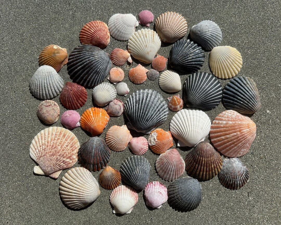 Assorted Scallop Shells - 40+ Natural Seashells for Coastal Decor and ...