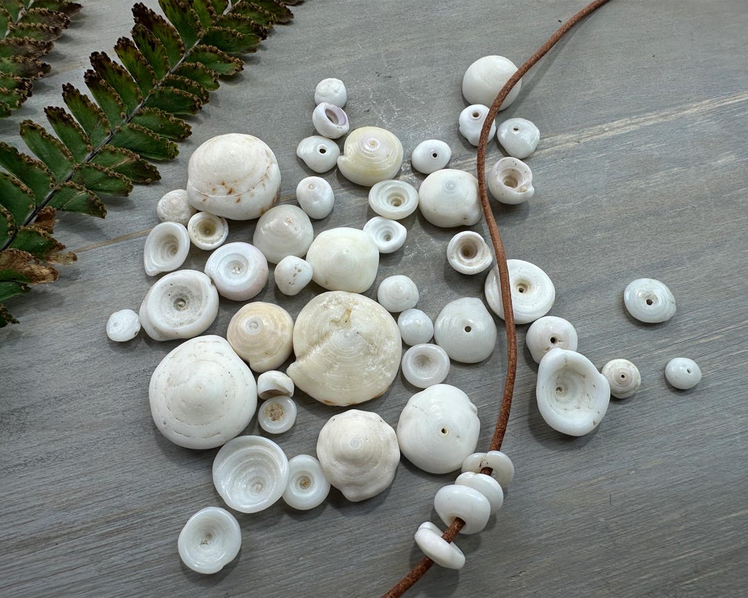 Hawaiian Puka Shells - Natural White Puka Seahells for Jewelry Making ...