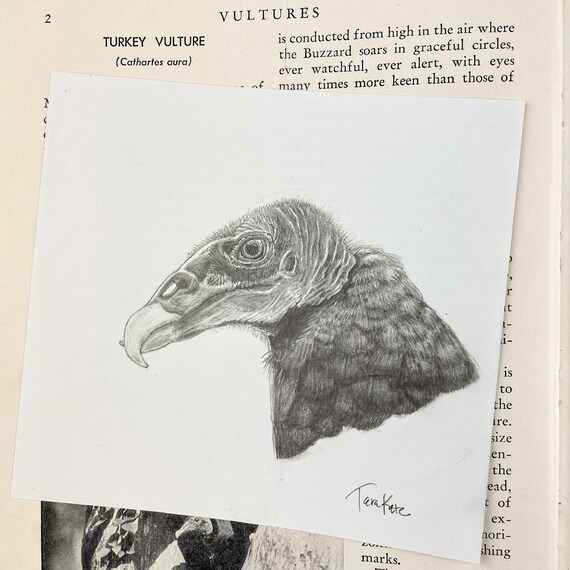 Turkey Vulture Drawing