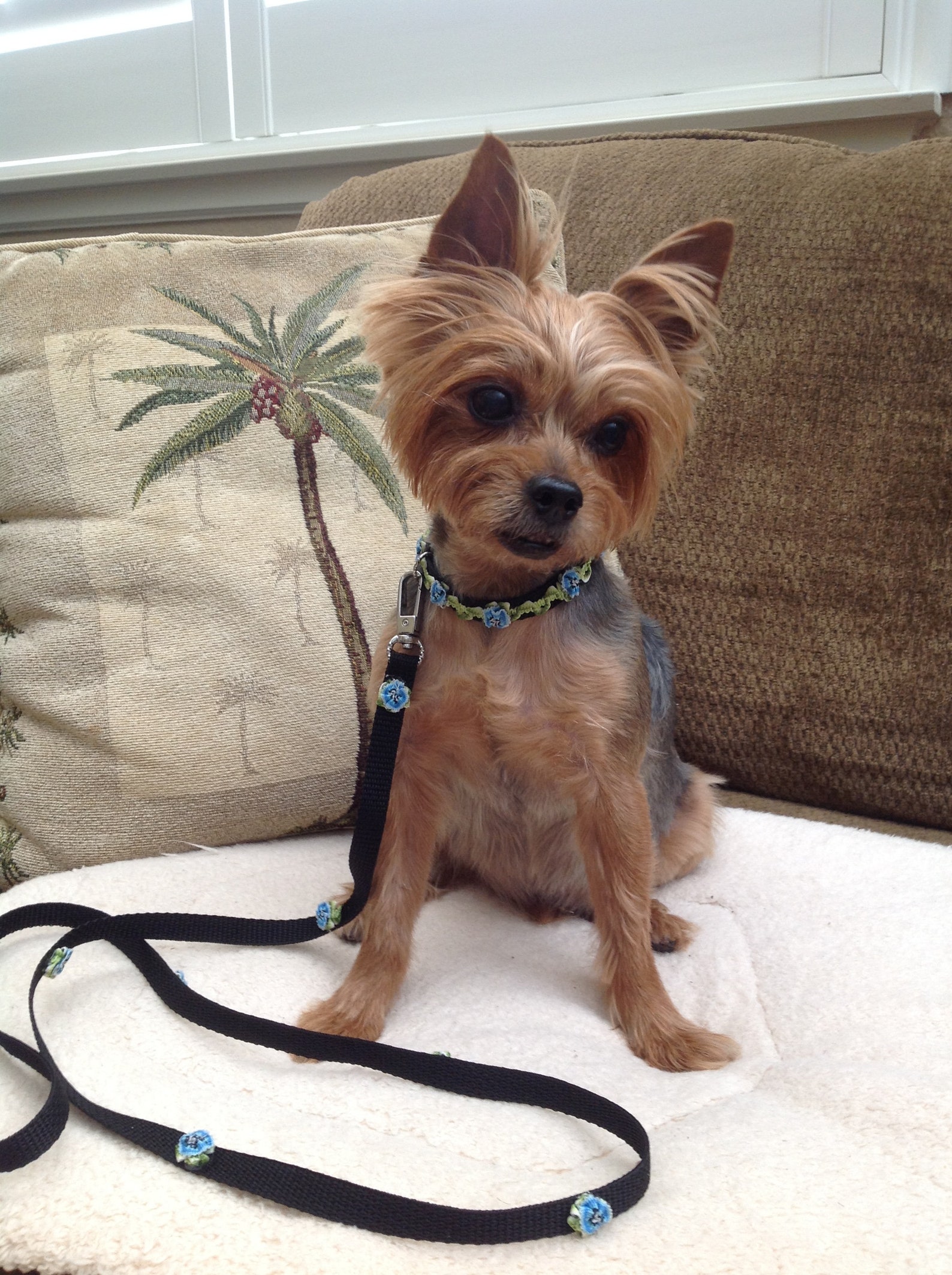 Fancy Pet Collar & Leash Set Dog Collar Leash Combo Cat Collar | Etsy