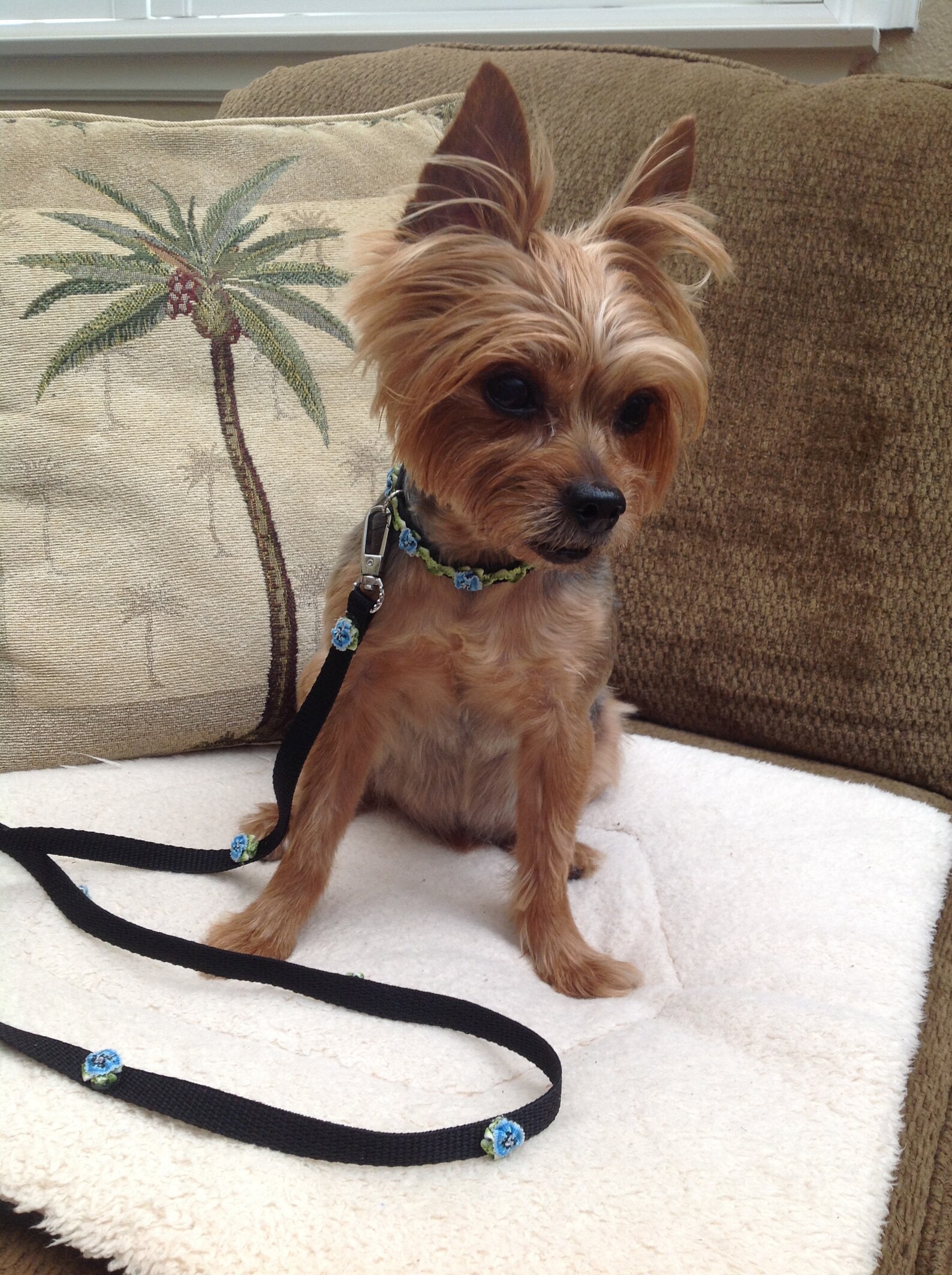 Fancy Pet Collar & Leash Set Dog Collar Leash Combo Cat Collar | Etsy