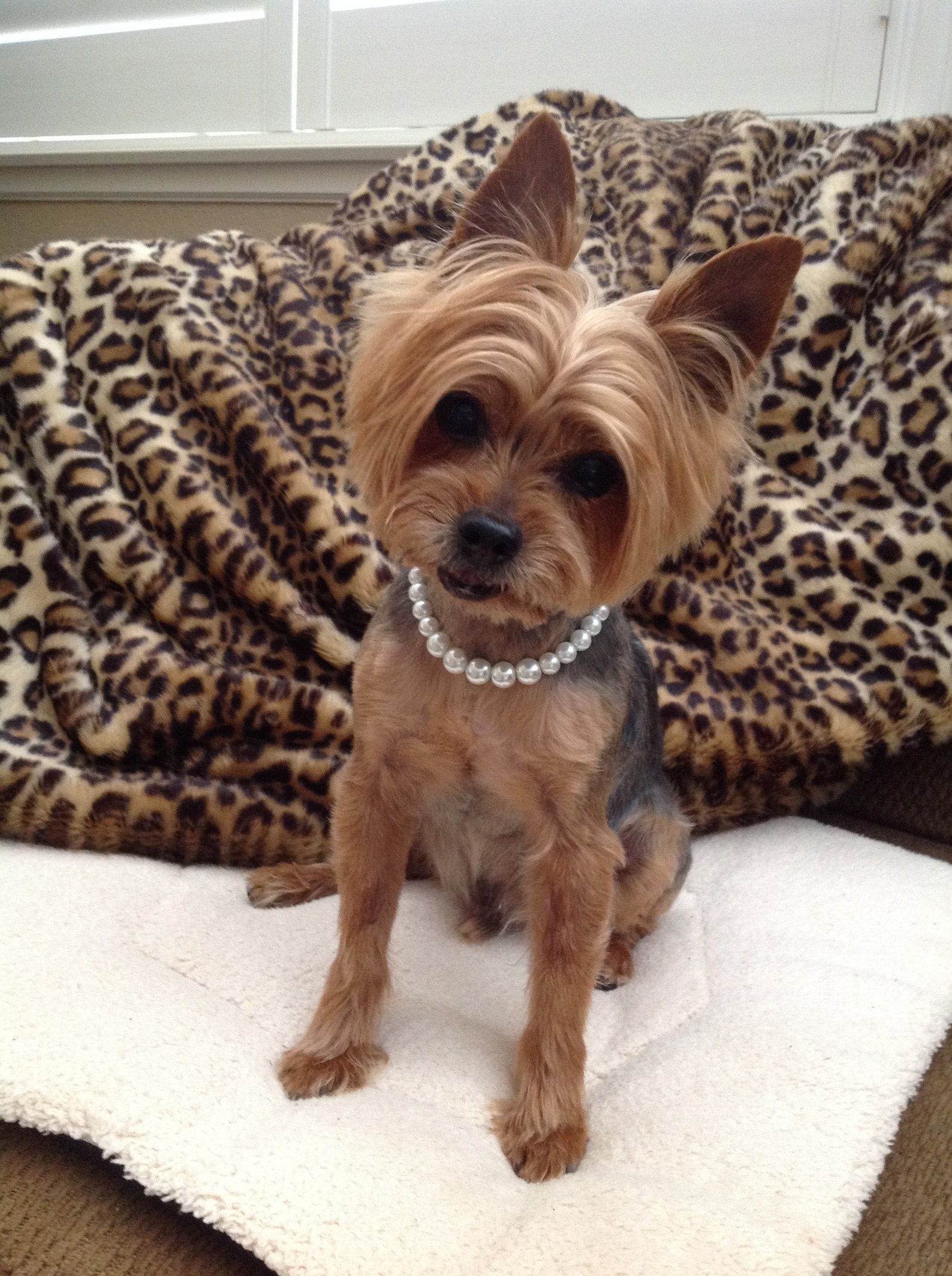 Elegant Pearl Pet Collar White Pearl Dog Necklace Beaded Pet Jewelry ...