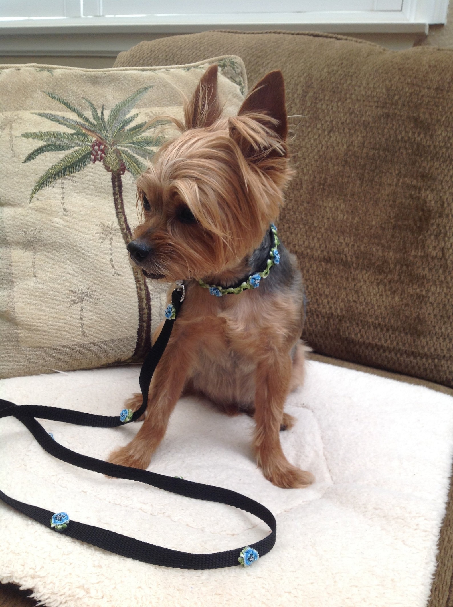 Fancy Pet Collar & Leash Set Dog Collar Leash Combo Cat Collar - Etsy