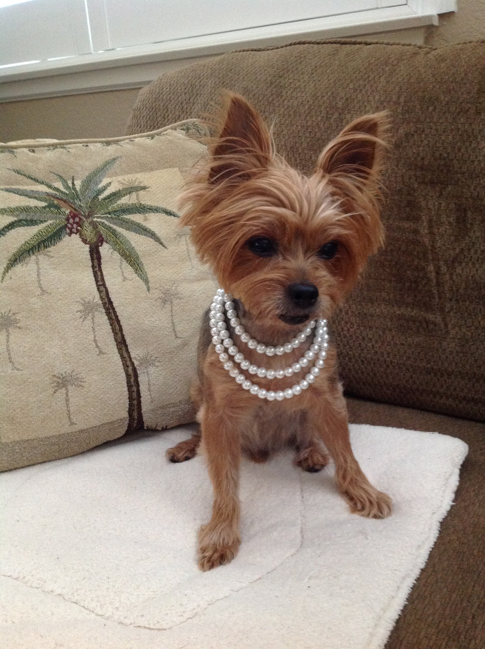 Elegant Pearl Pet collar Multi Strand Pearl Dog Collar Dog | Etsy