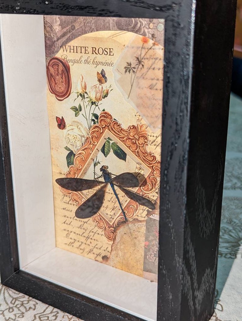Preserved Dragonfly Shadowbox - Etsy