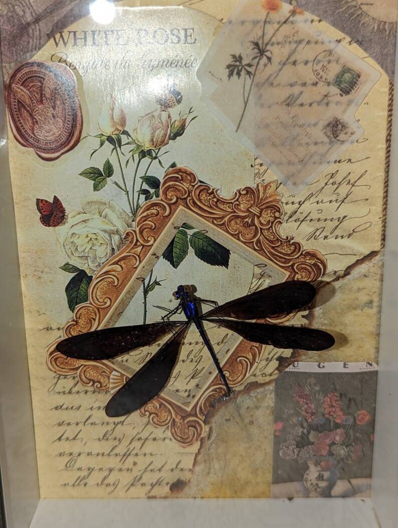 Preserved Dragonfly Shadowbox - Etsy