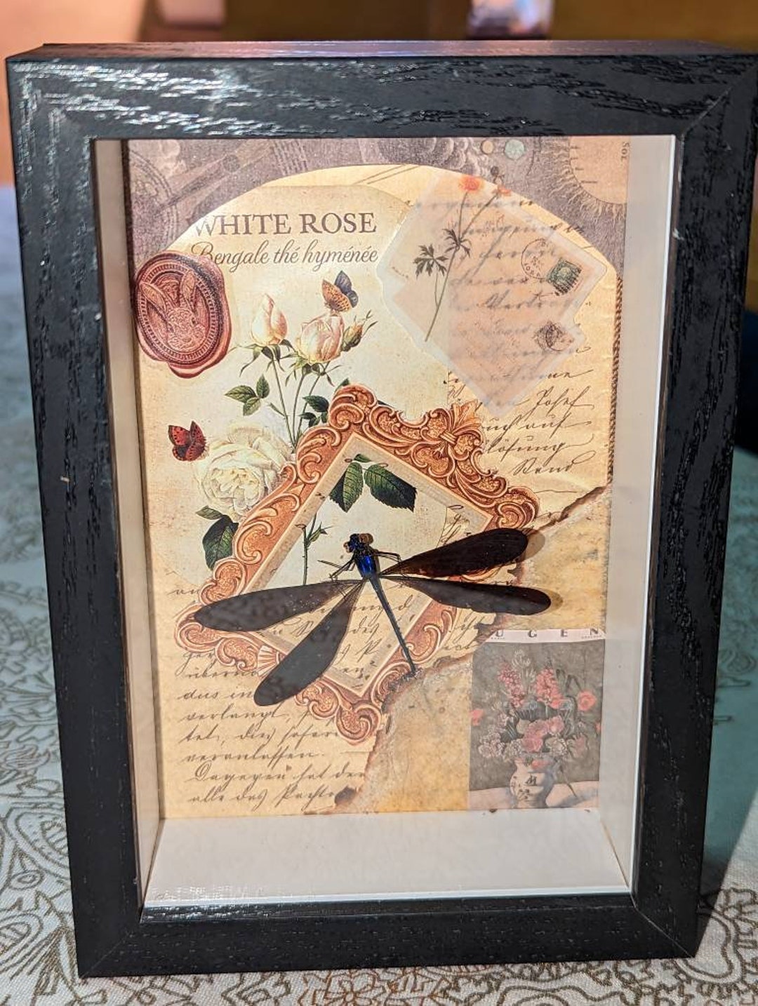 Preserved Dragonfly Shadowbox - Etsy