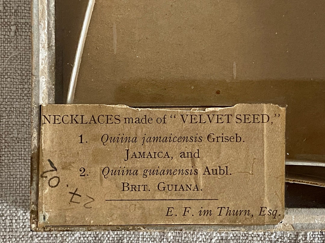 Rare Kew Gardens Antique 19th Century Glass Lidded Botanical Specimens ...